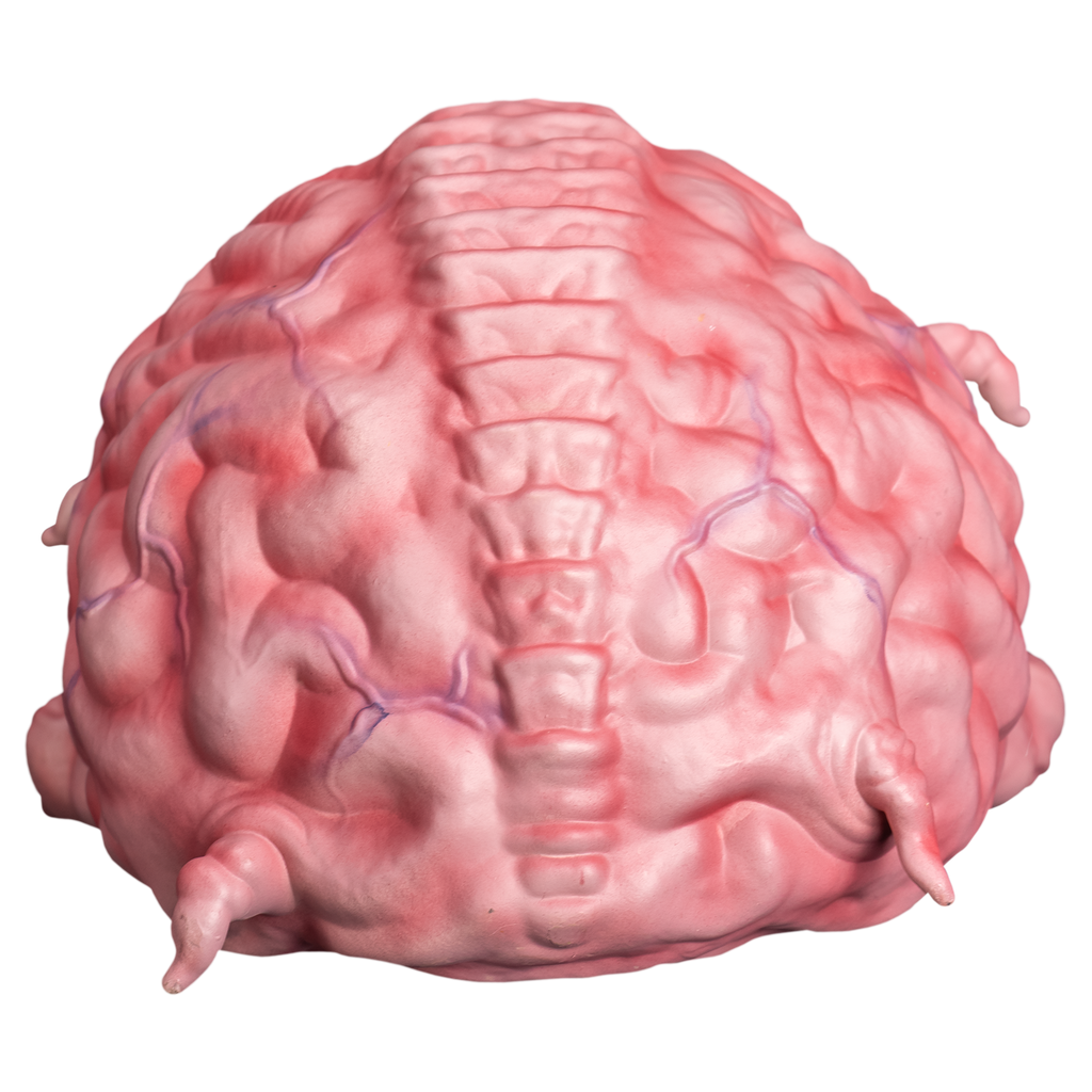 *PRE-ORDER* Teenage Mutant Ninja Turtles - Krang Prop – Trick Or Treat ...